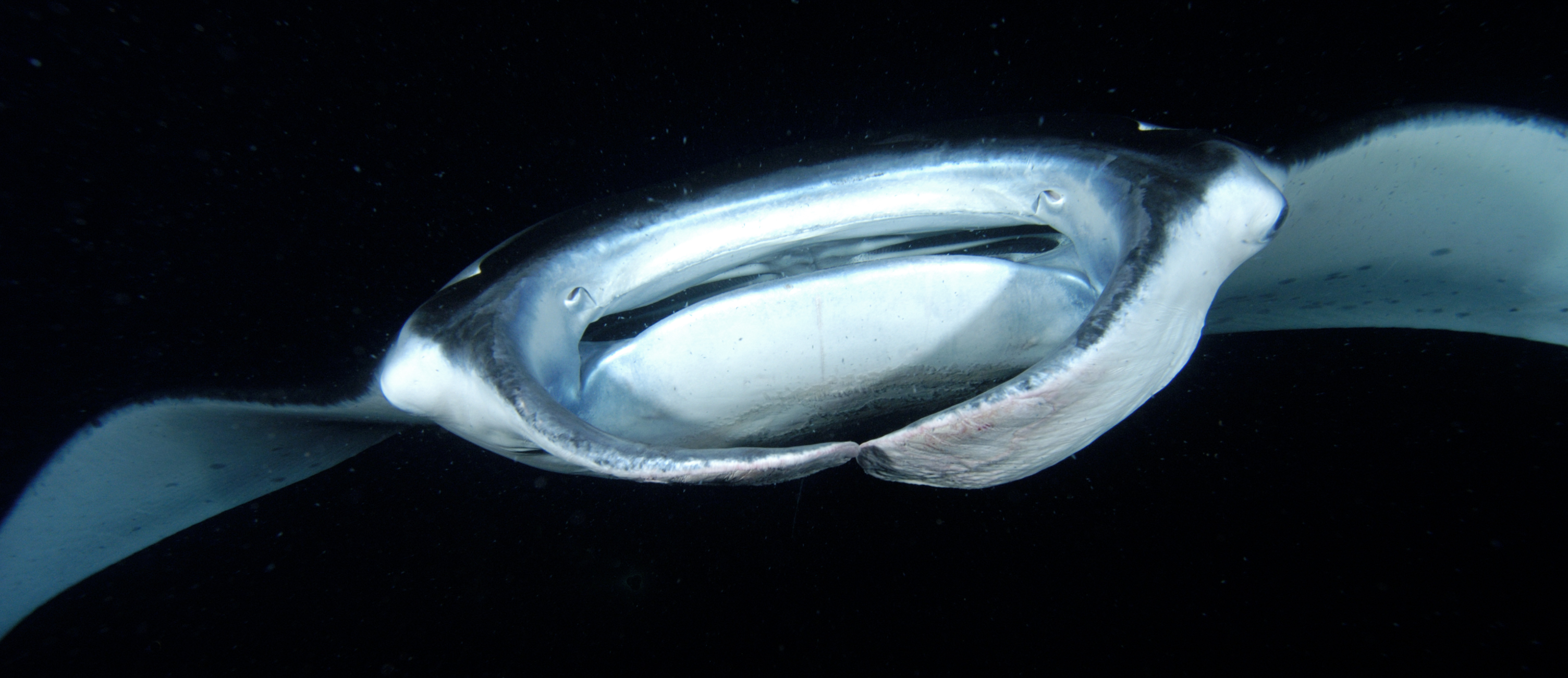 A look at some Data | mantarays.info